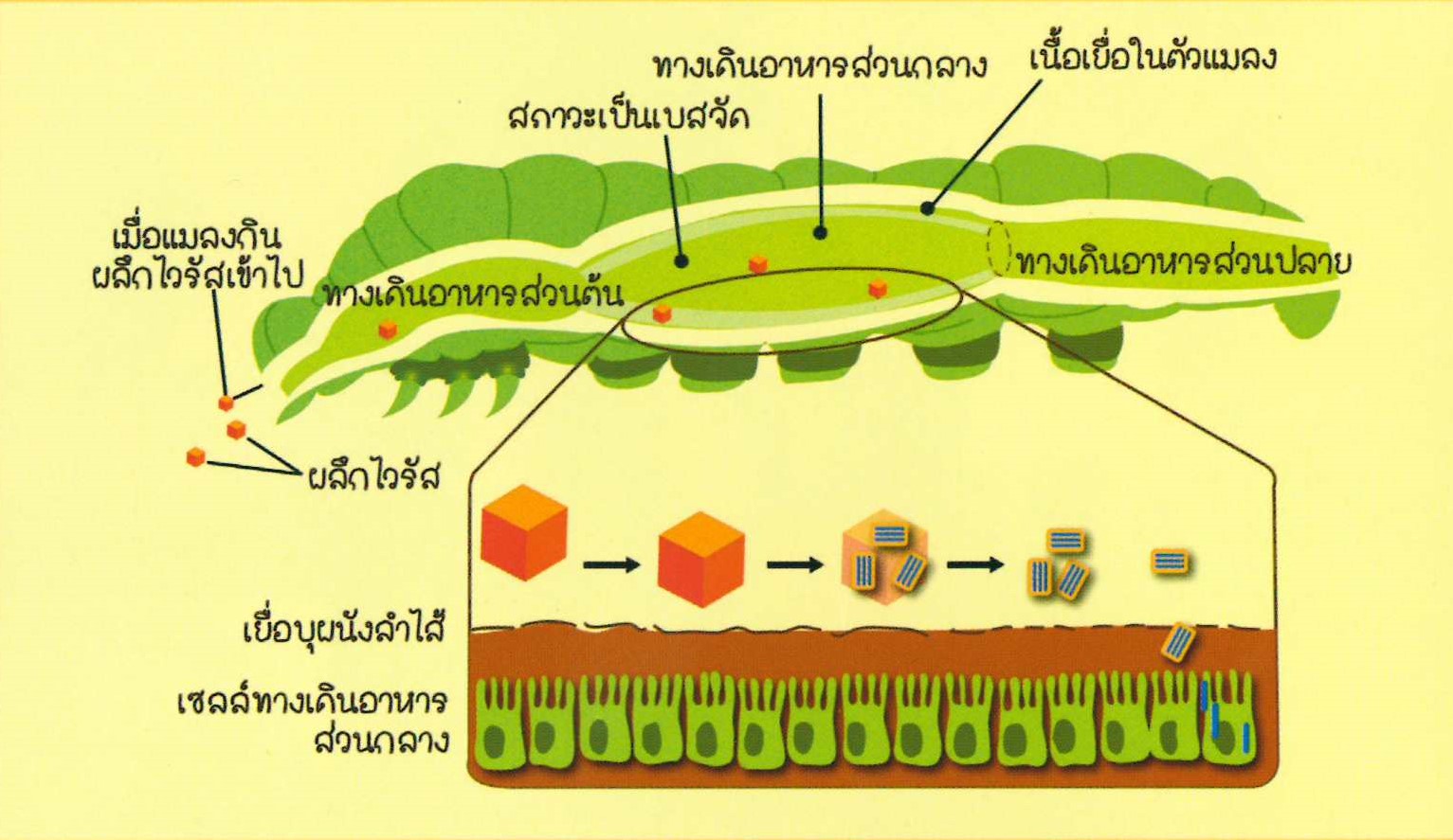 NPV ไวรัสกำจัดหนอนร้าย – สถาบันการจัดการเทคโนโลยีและนวัตกรรมเกษตร