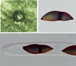 การสำรวจราทะเลครั้งแรก บริเวณ อ. ขนอม และเกาะแตน อุทยานแห่งชาติหาดขนอม ...