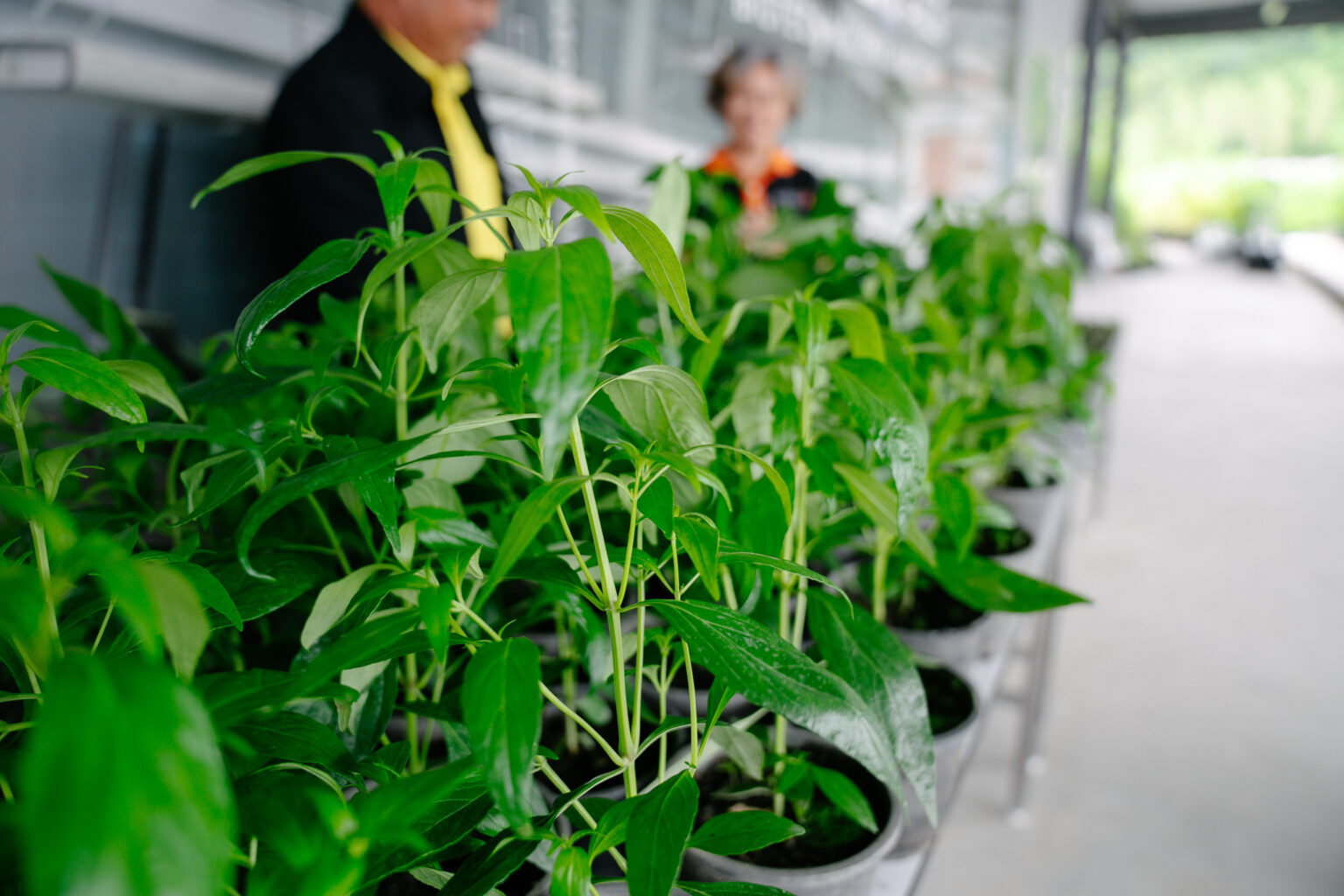 สวทช.-EECi ยกระดับสมุนไพร ด้วยฟ้าทะลายโจรคุณภาพสูง พันธุ์ ‘ราชบุรี BT-1’ พร้อมชูเทคโนโลยีเกษตร ...