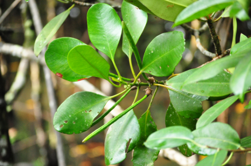 Genome Assemblies - National Omics Center