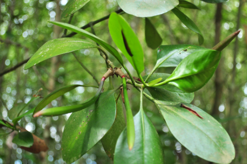 Genome Assemblies - National Omics Center