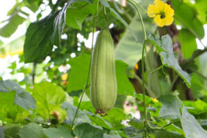 Genome Luffa cylindrica - National Omics Center