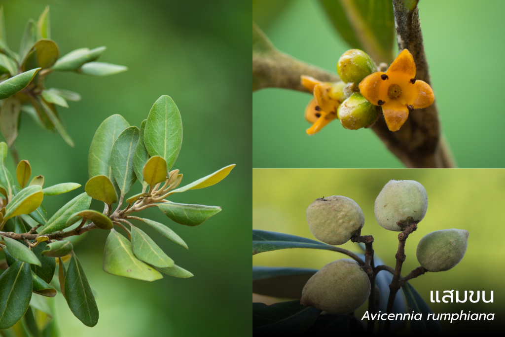 Genome -Avicennia rumphiana - National Omics Center