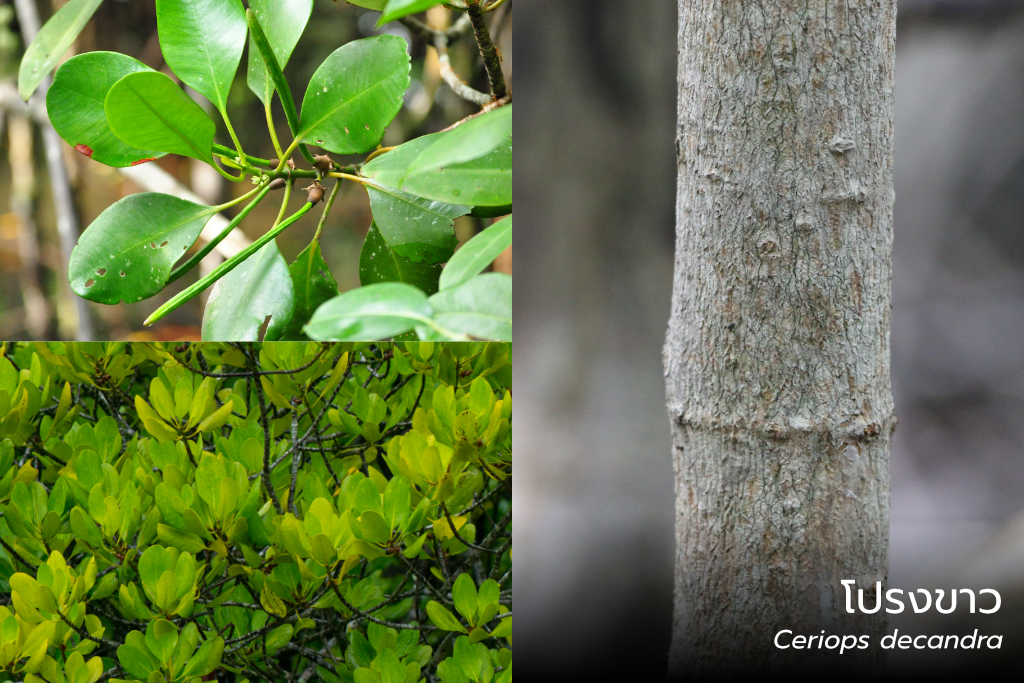 Genome -Ceriops decandra - National Omics Center