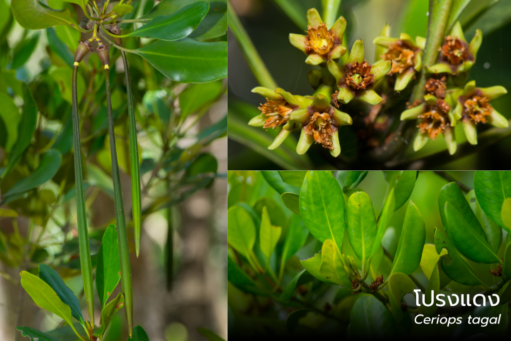 Genome -Ceriops tagal - National Omics Center