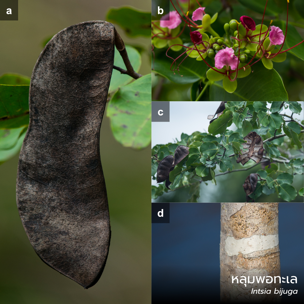 Genome-Intsia bijuga - National Omics Center