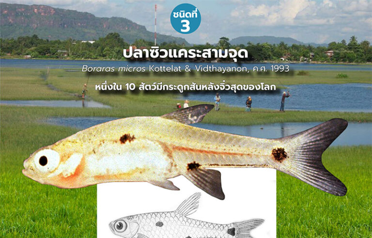 เบื้องหลัง 35 ปลาชนิดใหม่ของโลก: ชนิดที่ 3 ปลาซิวแคระสามจุด Boraras ...