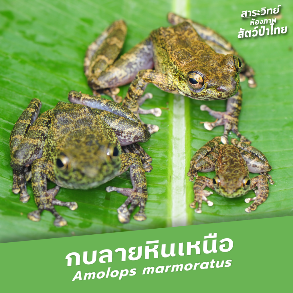 กบลายหินเหนือ Amolops marmoratus - นิตยสารสาระวิทย์ โดย สวทช.