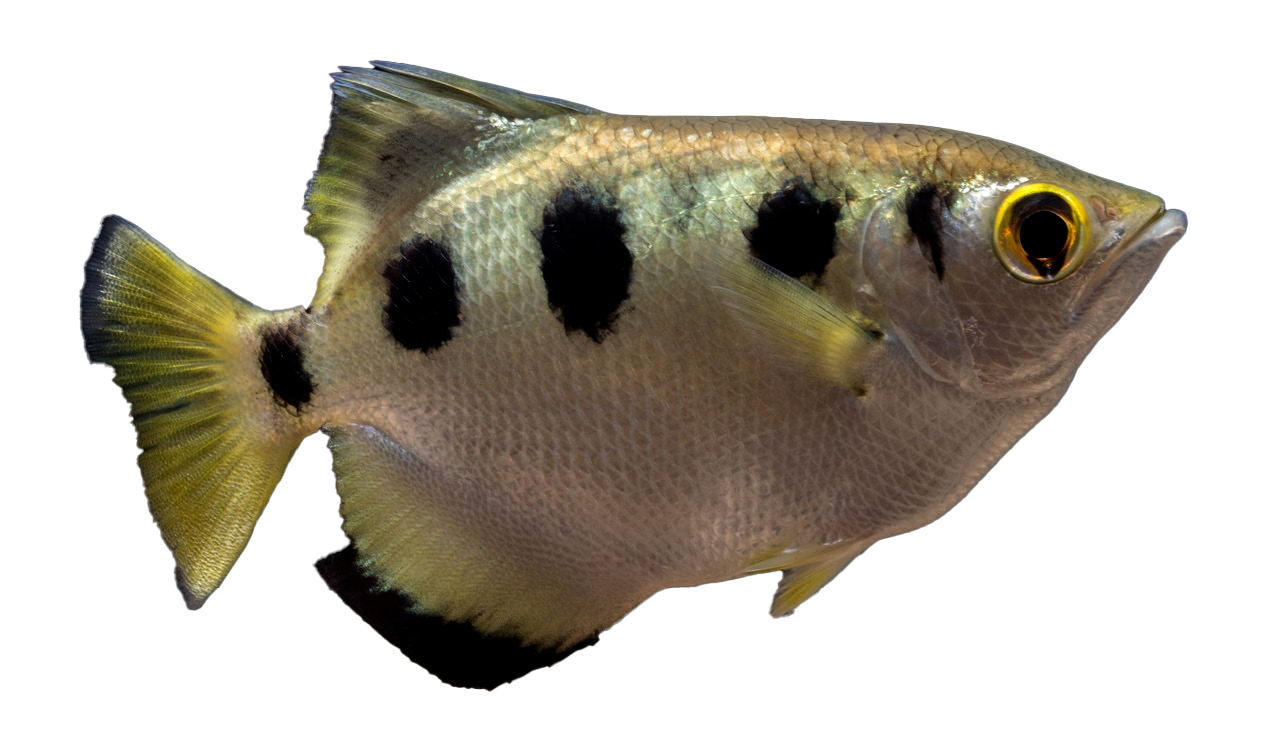 ปลาเสือพ่นน้ำ - นิตยสารสาระวิทย์ โดย สวทช.