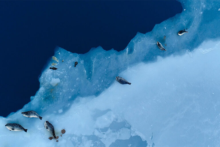 รากฐานที่แตกร้าวกับข่าวร้าย : เมื่อน้ำแข็งรัดรอบขอบทวีปแอนตาร์กติกาลด ...