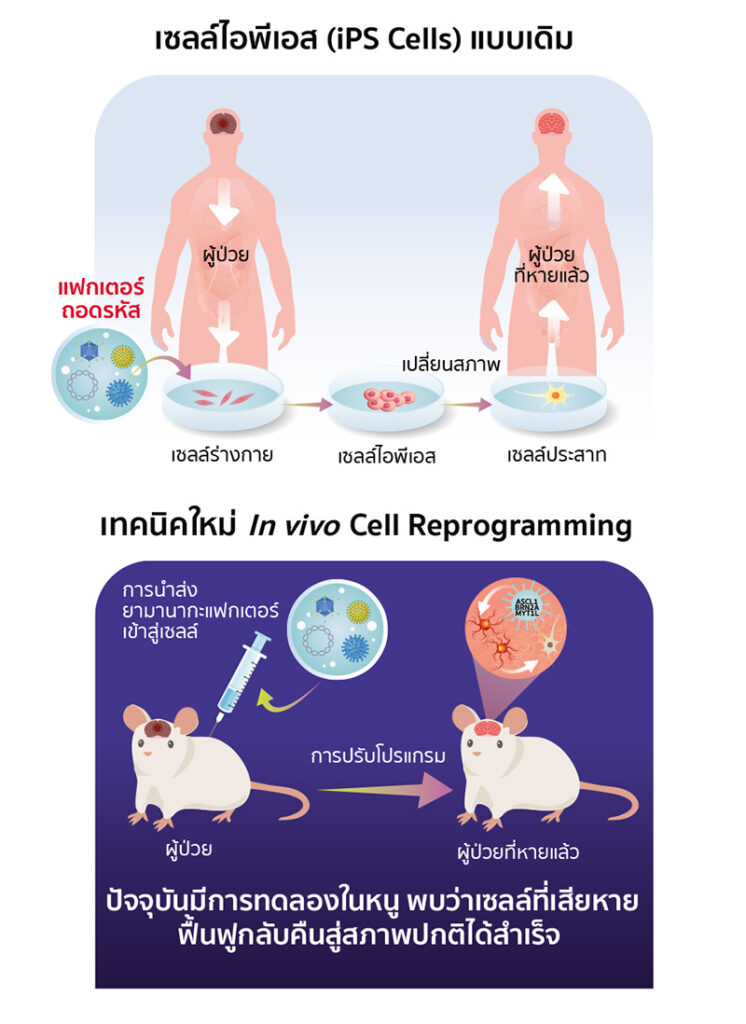 การปรับโปรแกรมเซลล์ใหม่ในสิ่งมีชีวิต (in vivo Cell Reprogramming ...